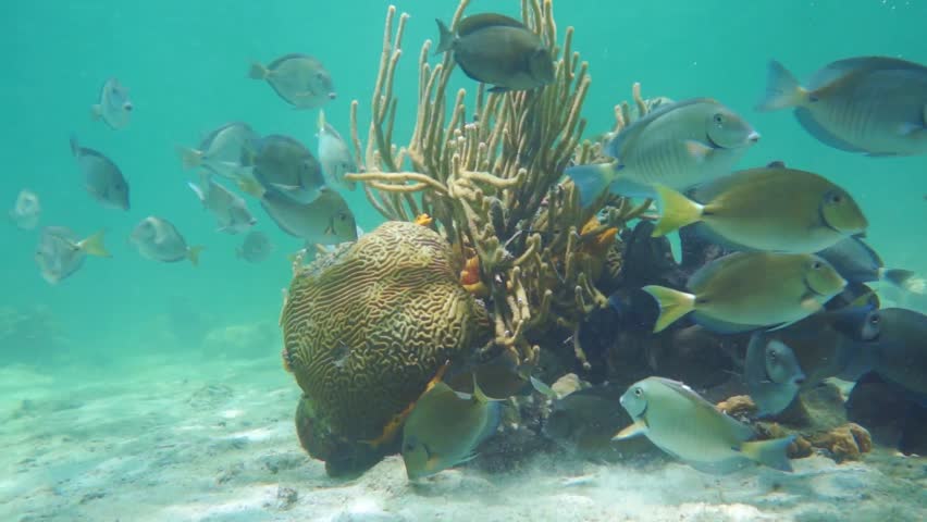 Doctorfish image - Free stock photo - Public Domain photo - CC0 Images