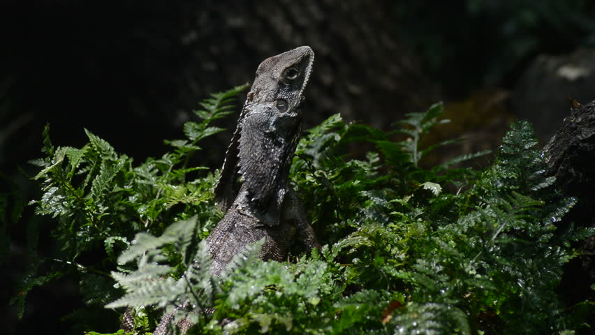 Frilled Lizard - Chlamydosaurus kingii image - Free stock photo ...