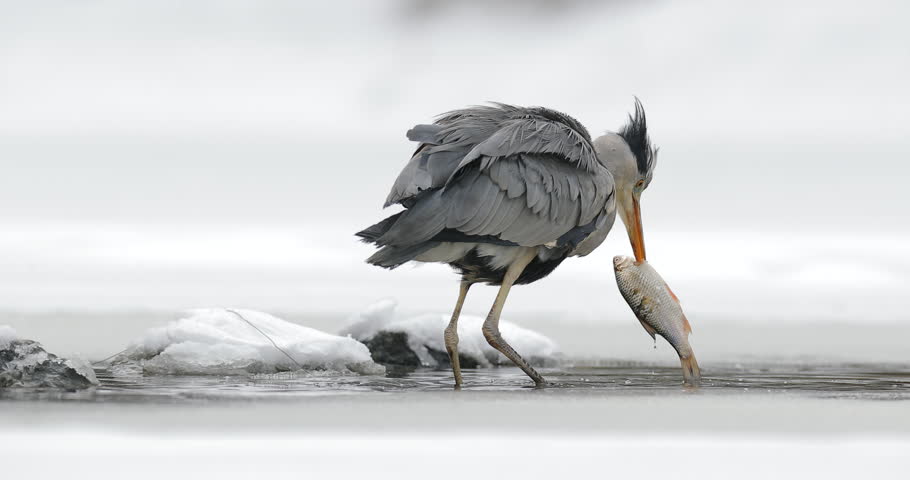 Heron with Sharp Beak image - Free stock photo - Public Domain photo ...