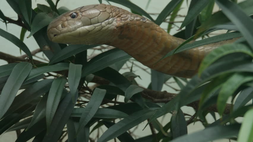 this shot king cobra tree gh5 Stock Footage Video (100% Royalty-free ...