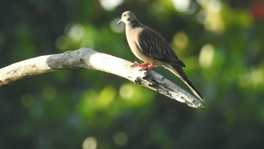 Footage of the Birds (merbok Stock Footage Video (100% Royalty-free ...
