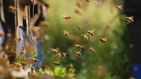 4k slow motion swarm honey bees Stock Footage Video (100% Royalty-free ...