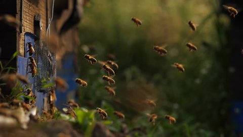 4k slow motion swarm honey bees Stock Footage Video (100% Royalty-free ...