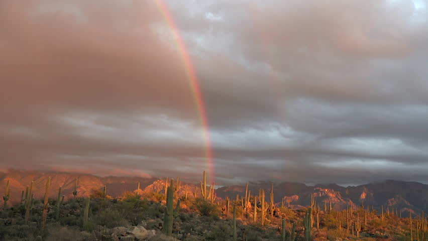 Rainbow Cactus Stock Video Footage 4k And Hd Video Clips Shutterstock