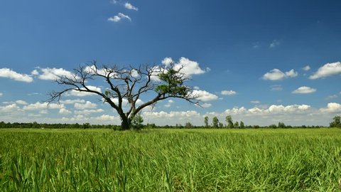 Tree Lawn On Background Clear Sky Stock Footage Video (100% Royalty ...