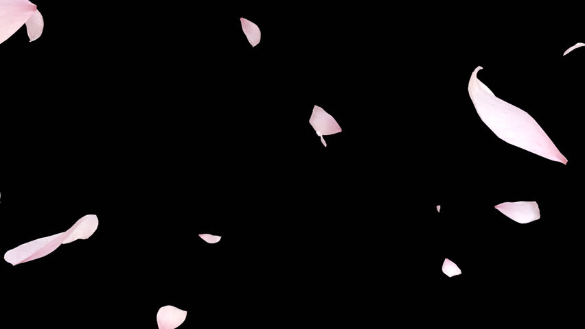 Petals Sakura Cherry Blossom Falling Stock Footage Video (100% Royalty ...