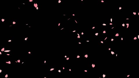 Petals Sakura Cherry Blossom Falling Overlays Stock Footage Video (100% ...