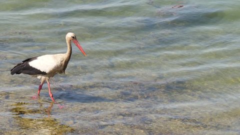 Stork River Wildlife Slow Motion 4k Stock Footage Video (100% Royalty ...