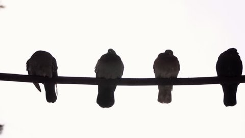 Silhouettes Pigeons On Wire Bottom View Stock Footage Video (100% ...