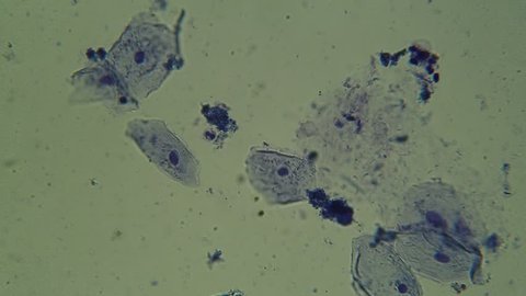 Cells Optical Microscope Stock Footage Video (100% Royalty-free ...