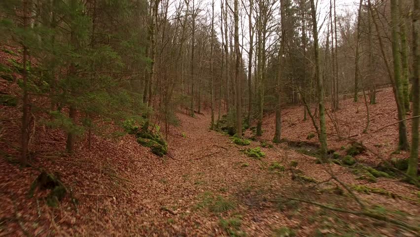 dry path forest Stock Footage Video (100% Royalty-free) 1008019996 ...