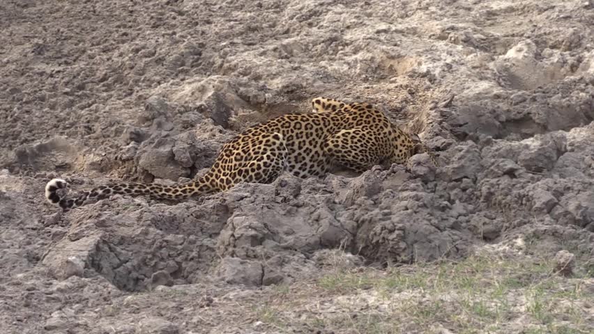 Magnificent Leopard Drinking Water in Stock Footage Video (100% Royalty ...