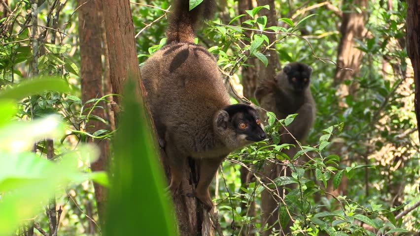 Lemur monkey, common in Madagascar image - Free stock photo - Public ...