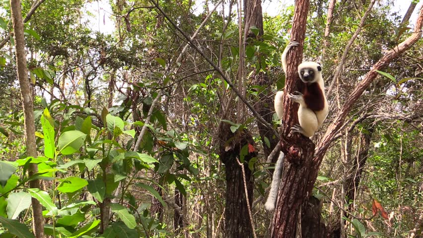 Coquerel's Sifaka image - Free stock photo - Public Domain photo - CC0 ...