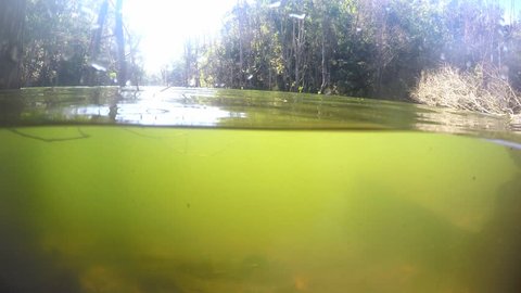 Libération de divers alligators juvéniles dans : vidéo de stock (100 % ...