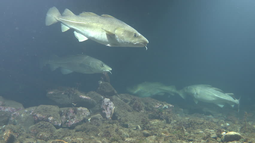 Several Atlantic Cod Swim Shallow Water Stock Footage Video (100% ...