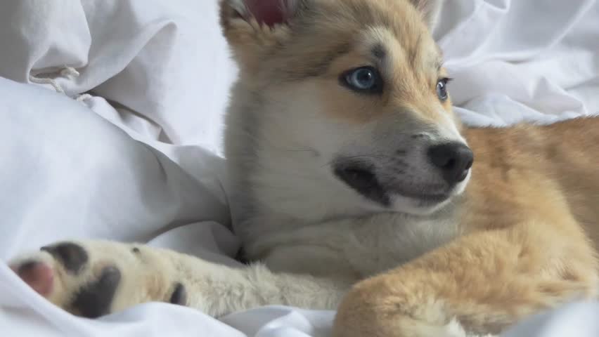 Siberian husky sleepy Stock Video Footage - 4K and HD Video Clips ...