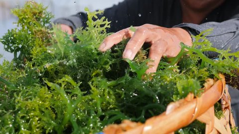 Algae Harvesting Seaweed Farm Plantation 4k Stock Footage Video (100% ...