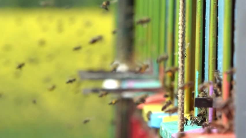 swarm bees entrance beehive slow motion Stock Footage Video (100% ...