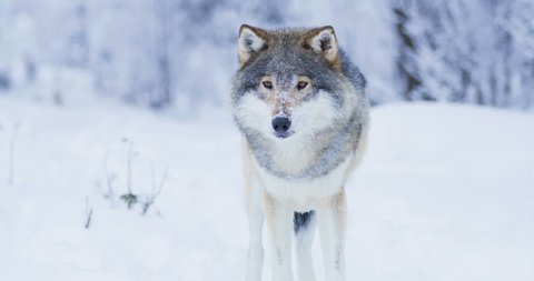 Two Beautiful Wolves Cold Winter Landscape Stock Photo (Edit Now ...