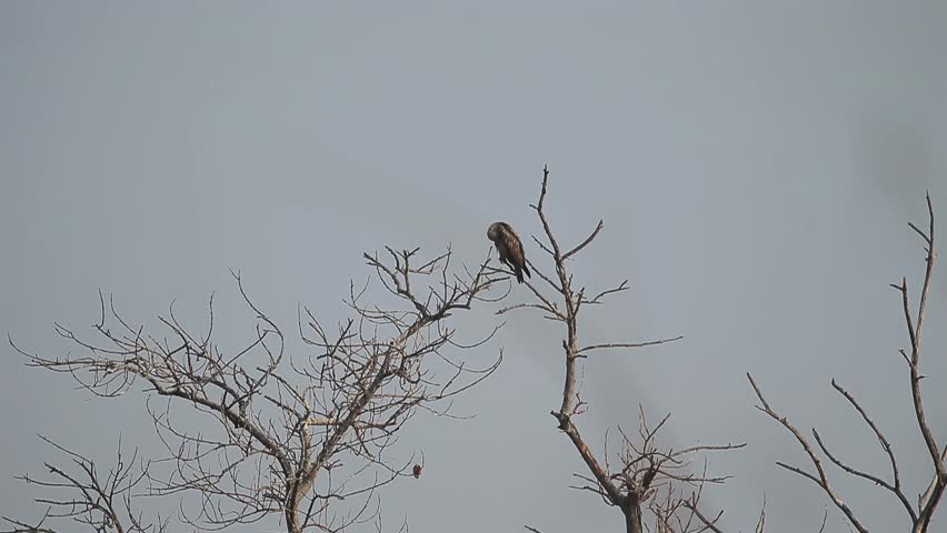 black kite pariah milvus migrans Stock Footage Video (100% Royalty-free ...