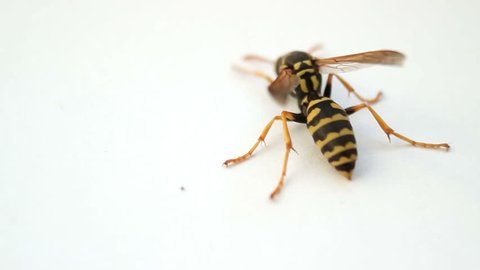 Chilli Rose Tarantula Spider Isolated On Stock Photo 1662410068 ...