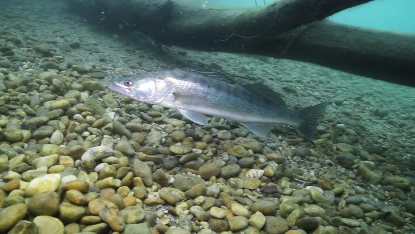 Zander - Sander lucioperca image - Free stock photo - Public Domain ...