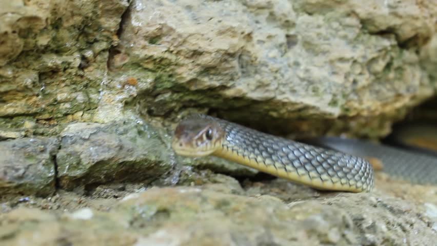 Caspian Whipsnake Coluber Caspius Largest Species Stock Footage Video ...