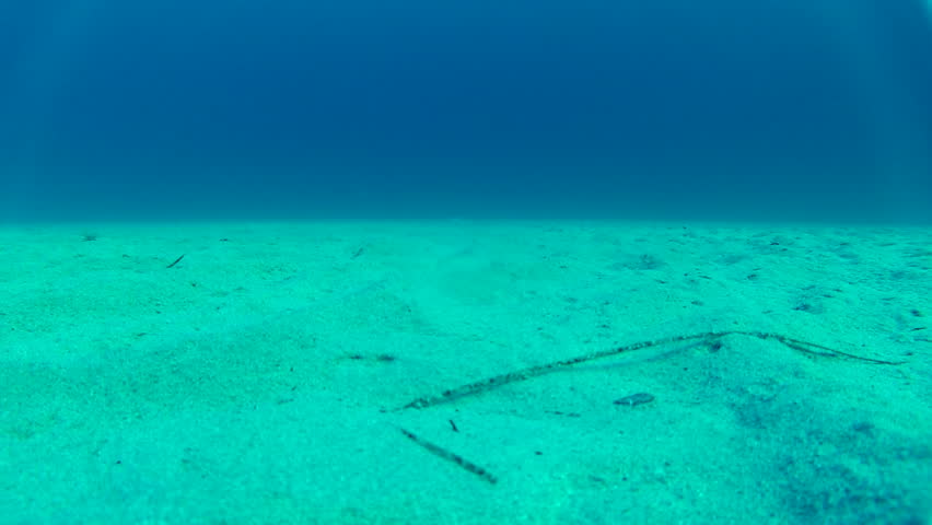 pearly razorfish comes out sand Stock Footage Video (100% Royalty-free ...