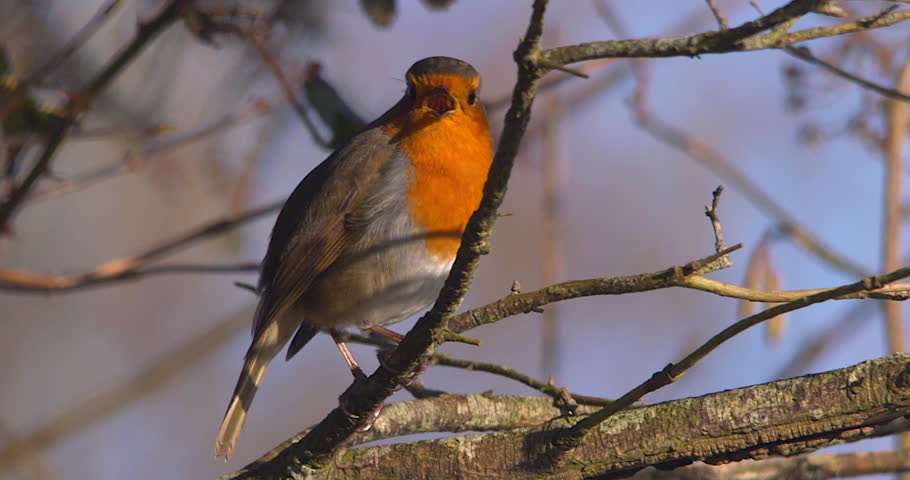robin bird song cinemagraph Stock Footage Video (100% Royalty-free ...
