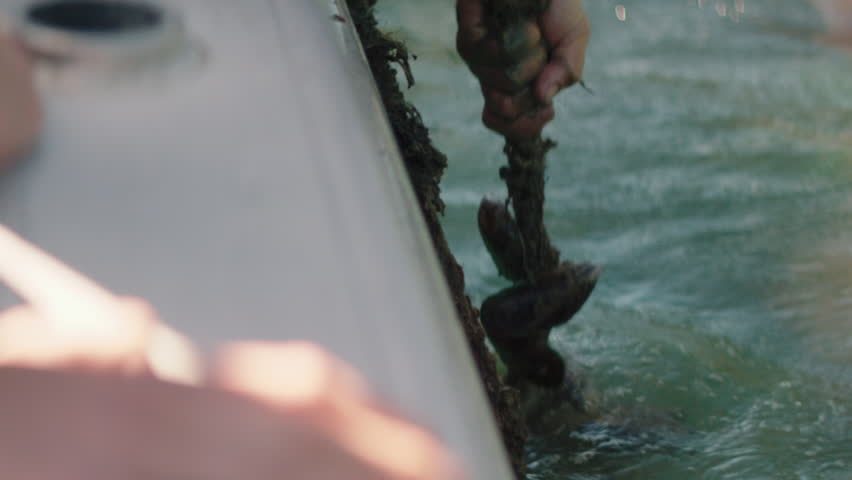 fresh mussels being pulled out water Stock Footage Video (100% Royalty ...