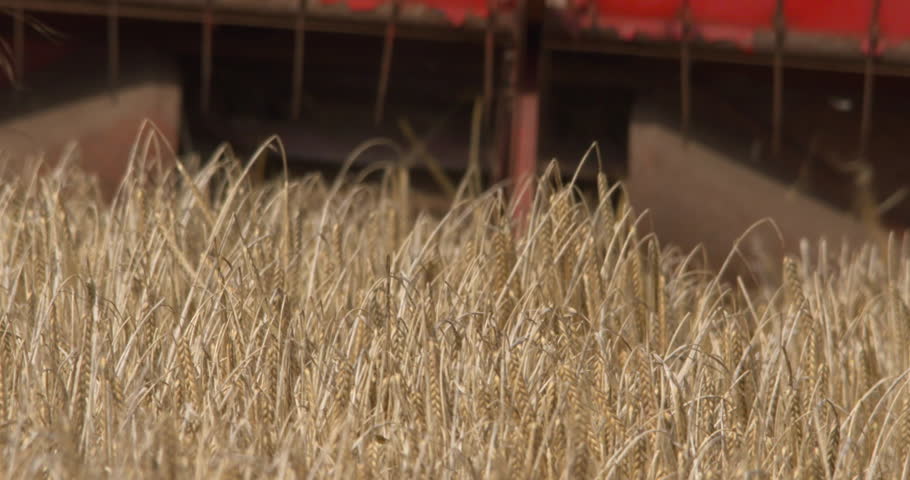 Roughage Stock Video Footage - 4K and HD Video Clips | Shutterstock