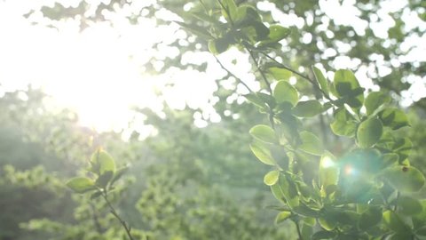 Spring Video Background Light Effects Animated Stock Footage Video (100 ...