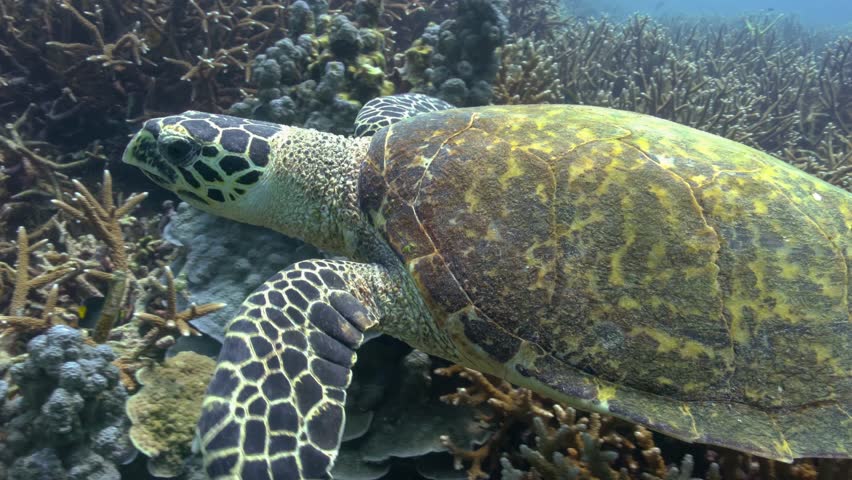 Large Turtle and Small Turtle image - Free stock photo - Public Domain ...