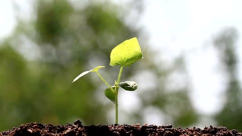 Young Green Sprout Moving Wind Environmental Stock Footage Video (100% ...