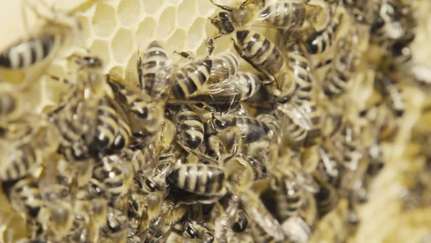Bienenwabe Stock Video Footage - 4K and HD Video Clips | Shutterstock