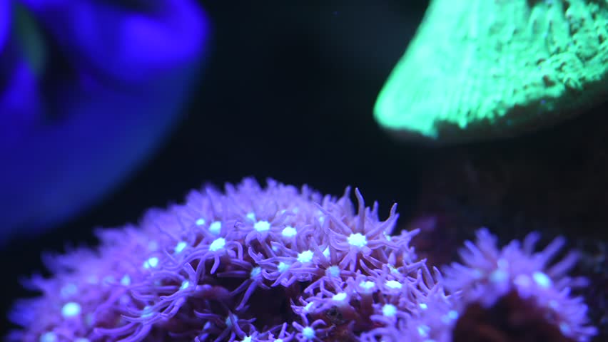 Purple Star Polyp Coral Stock Footage Video (100% Royalty-free ...