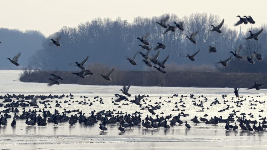 Flock of Ducks Taking Off Stock Footage Video (100% Royalty-free ...