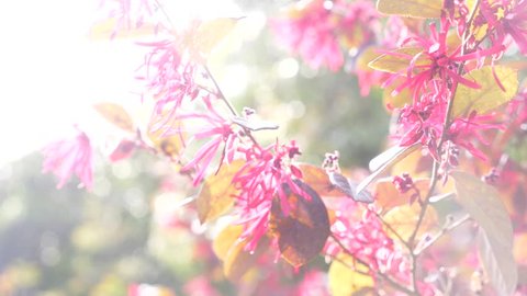 Spring Background Stock Photo (Edit Now) 161083655