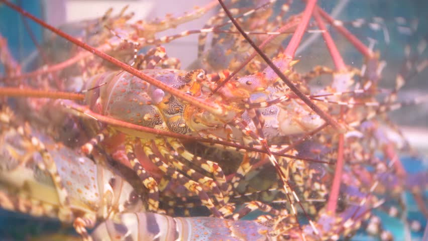 closeup view alive sea inhabitants special Stock Footage Video (100% ...