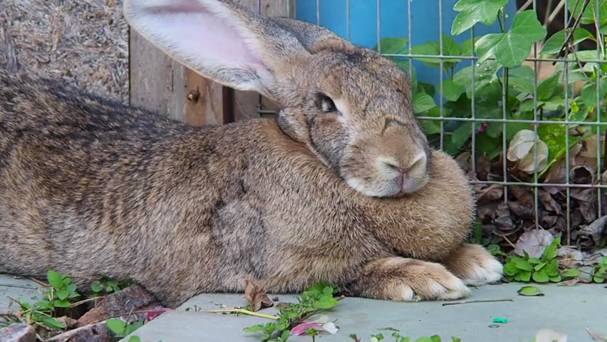 FLEMISH-GIANT-RABBIT Footage, Videos and Clips in HD and 4K - Avopix.com