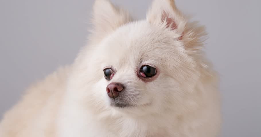 Pomeranian Barking and Getting Angry Stock Footage Video (100% Royalty ...