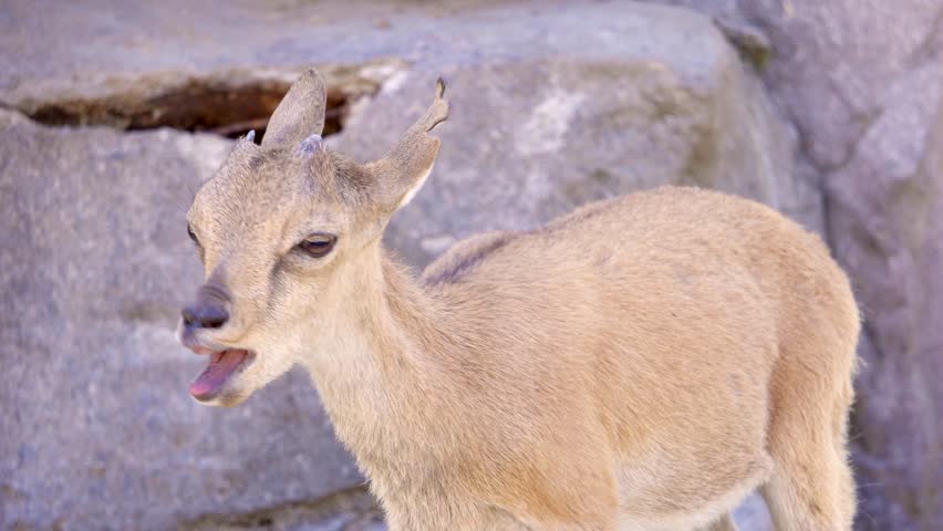 Screaming Goat Stock Videos – Royalty-Free HD & 4K Videos