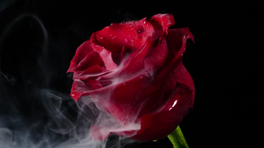 Smoke and a Beautiful Rose. Stock Footage Video (100% Royalty-free ...
