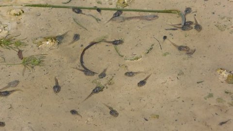 Tadpoles Aquatic Larval Stage Life Cycle Stock Footage Video (100% ...