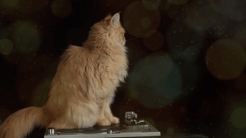 Beautiful Cool Disco Cat Spinning Around Stock Footage Video (100% ...