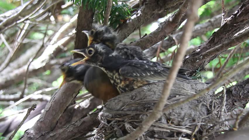 Baby Birds Getting Fed. Stock Footage Video (100% Royalty-free ...