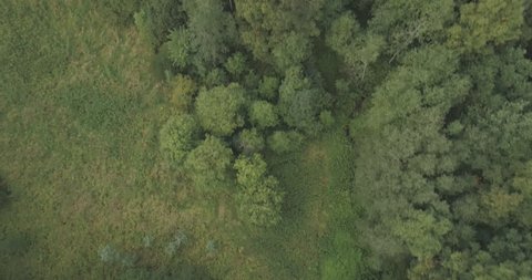 dense rainforest jungle covered mist aerial Stock Footage Video (100% ...