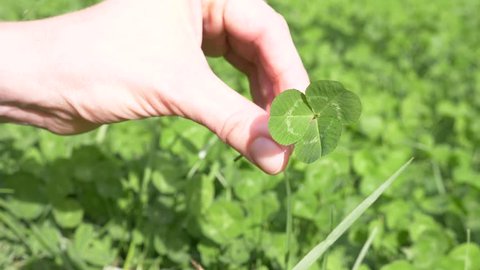 Female Hand Holds Shamrock Clover Against Stock Footage Video (100% ...