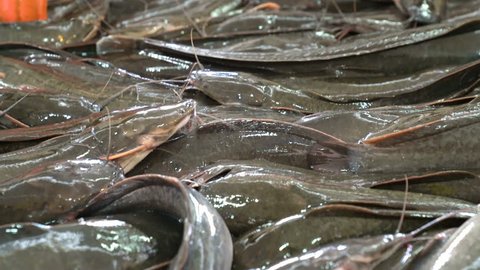 Fresh Catfish Market Sale Thailand Stock Footage Video (100% Royalty ...